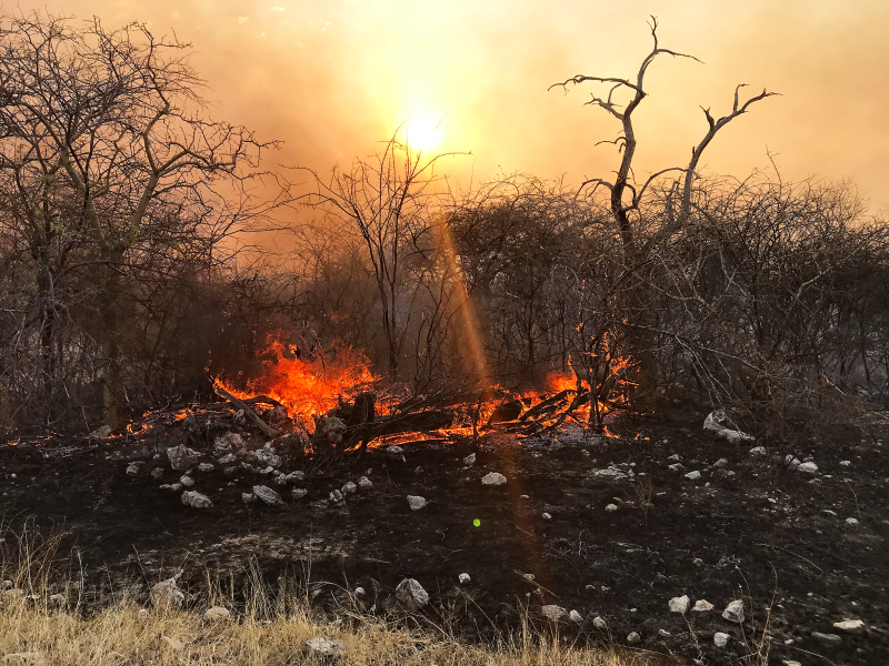Charcoal Association of Namibia
